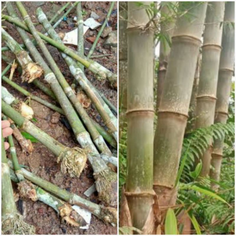 Jual Bibit bambu petung 40 cm | Shopee Indonesia