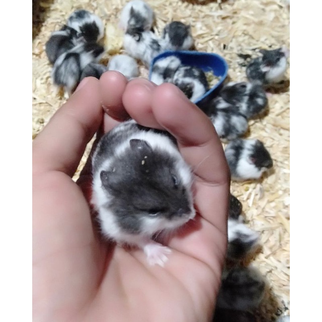 Jual Hamster Campbell | Shopee Indonesia