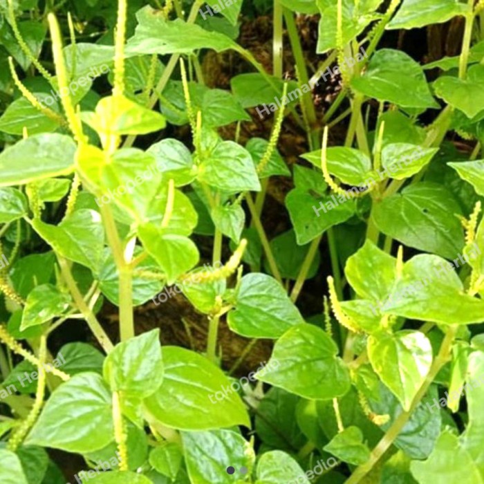 Jual Herbal daun suruhan/sirih cina segar 500gram | Shopee Indonesia