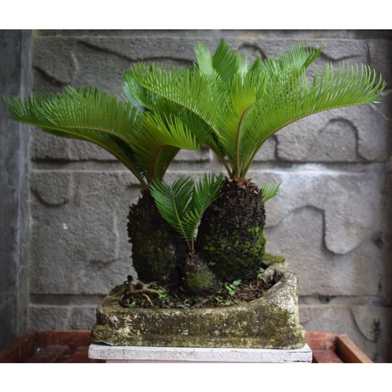Jual BIBIT TANAMAN SIKAS mawar jambe CYCAS RUMPHII | Shopee Indonesia