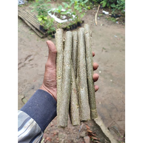 Jual Bibit Stek Pohon Gamal per biji panjang 25 cm | Shopee Indonesia