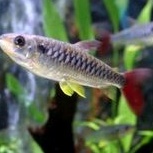 Jual ikan hias aquascape pink tail pinktail ikan hias ekor merah muda ...