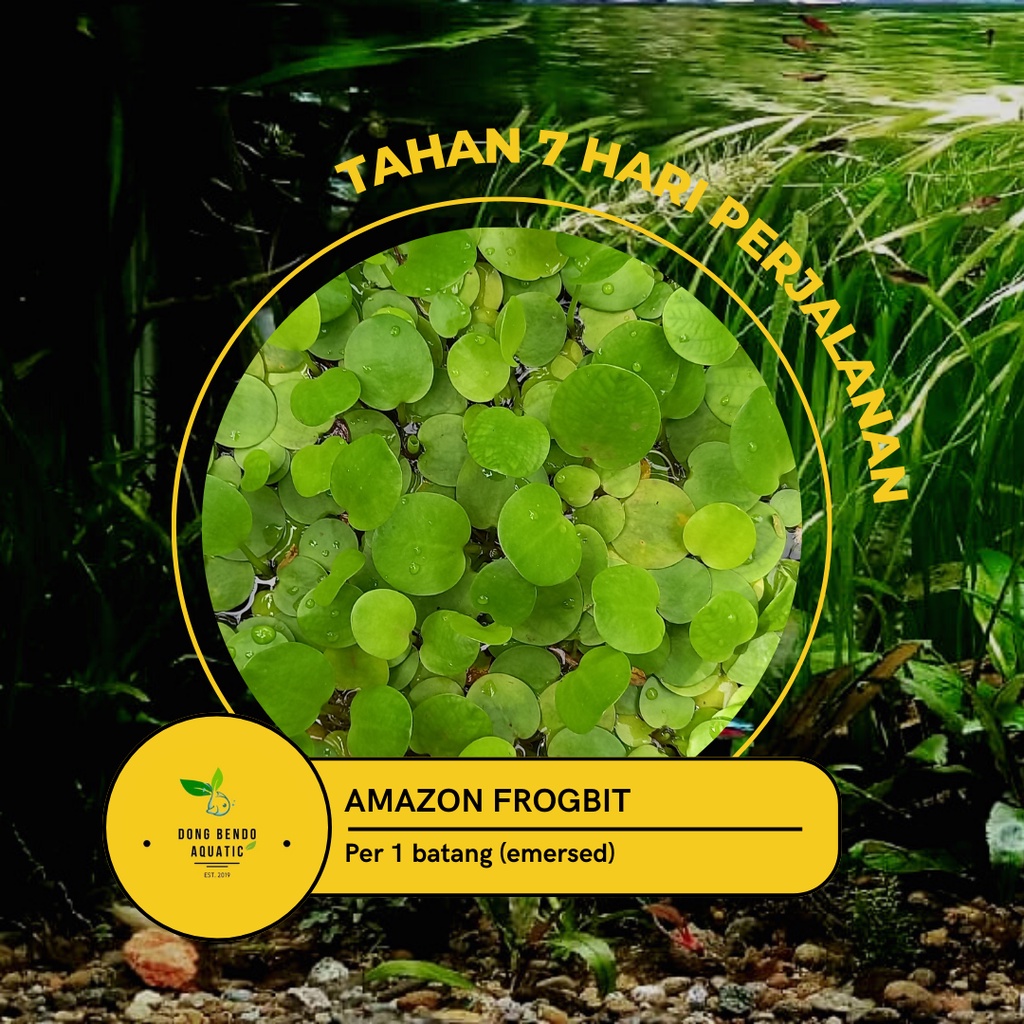 Jual Amazon frogbit/Tanaman apung guppy/ tanaman pembersih racun air ...