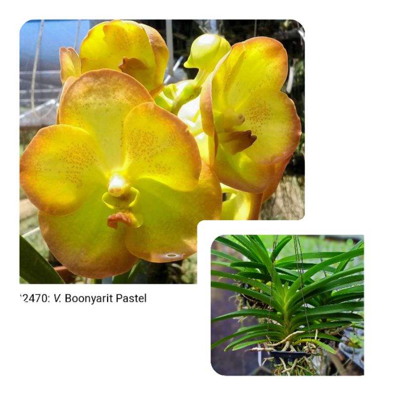 Jual Vanda kondisi spike boonyarit pastel warna kuning kelopak jumbo ...