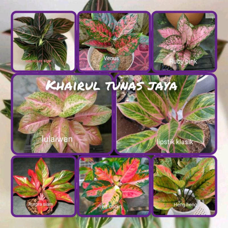Jual paket bunga aglonema 8 jenis rimbun daun 5678 | Shopee Indonesia