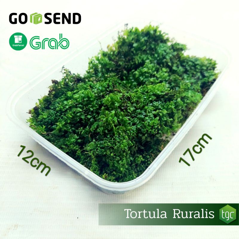 Jual Plagiomnium Cuspidatum / Baby Tooth Moss - Tanaman Paludarium ...