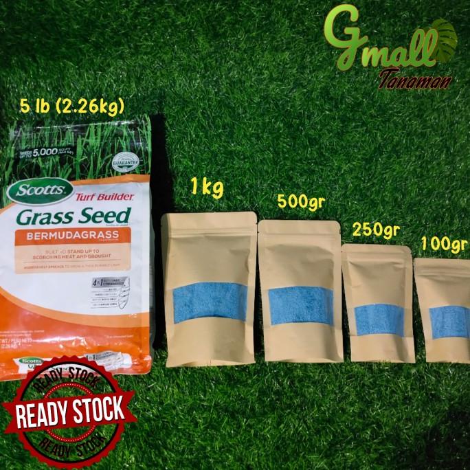 Jual benih rumput bermuda grass 1kg /biji rumput scotts grass seed ...