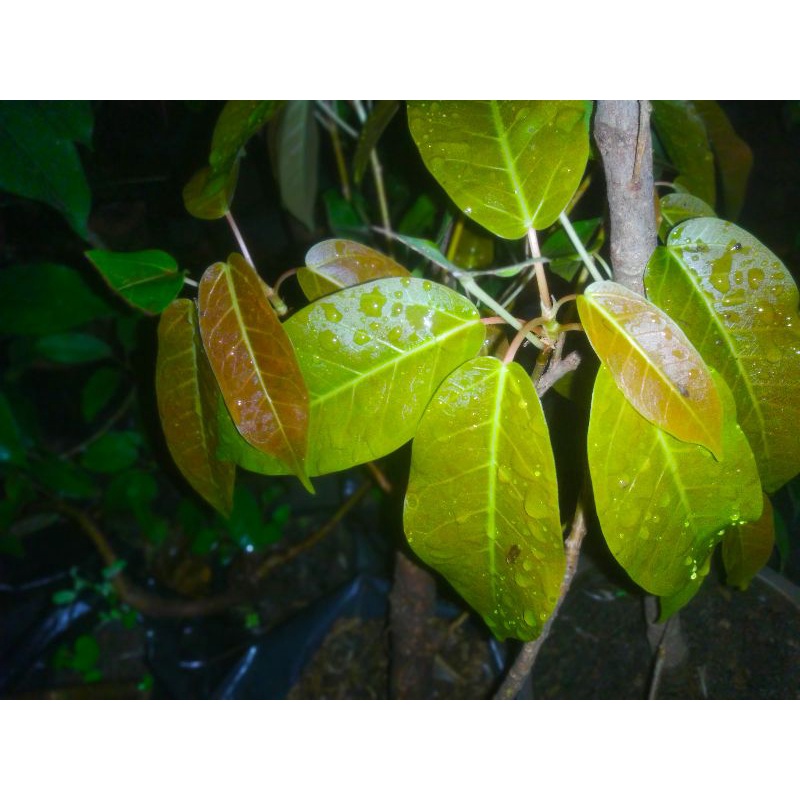 Jual Ficus Superba atau Ficus Subpisocarpa. | Shopee Indonesia