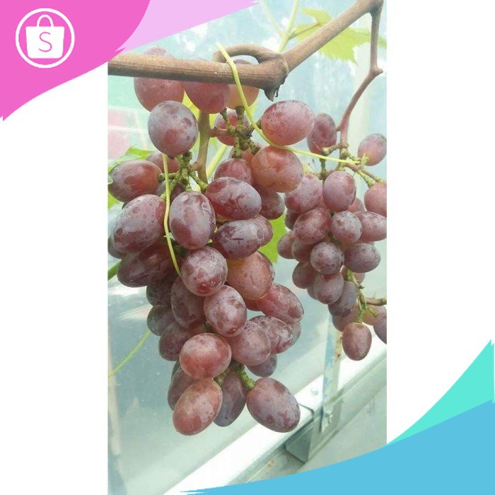 Jual Assri Bibit Tanaman Anggur Import Jupiter Seedless Grafting ...