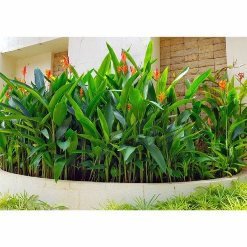 Jual pisang heliconia/pisang-pusangan mini/musaeaea | Shopee Indonesia