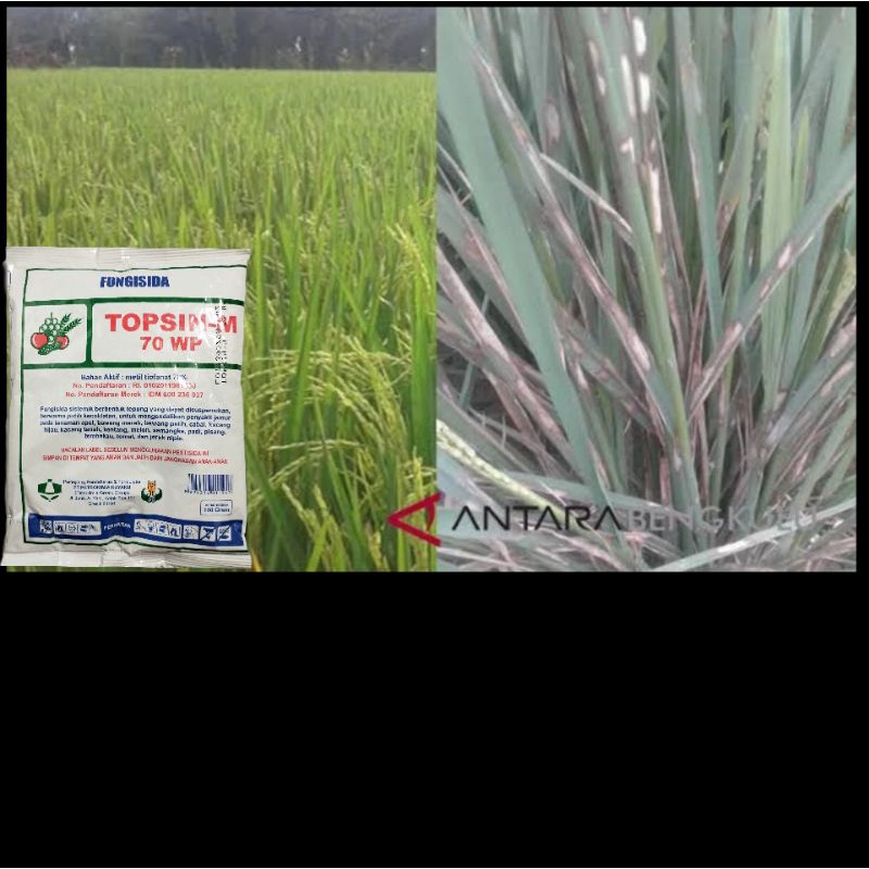 Jual Fungisida TOPSIN-M 70WP kemasan 100 gram atau 500 gram | Shopee ...