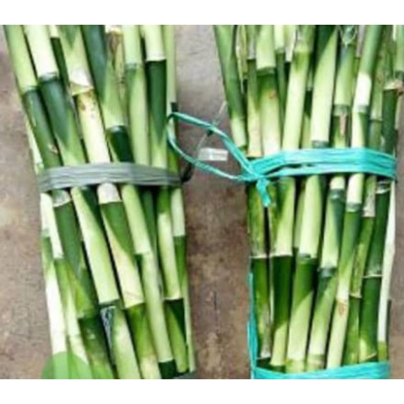 Jual Bibit stek bambu hoki 30 cm | Shopee Indonesia