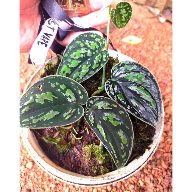 Jual Scindapsus Trey color ( Tiga Warna yang indah) | Shopee Indonesia