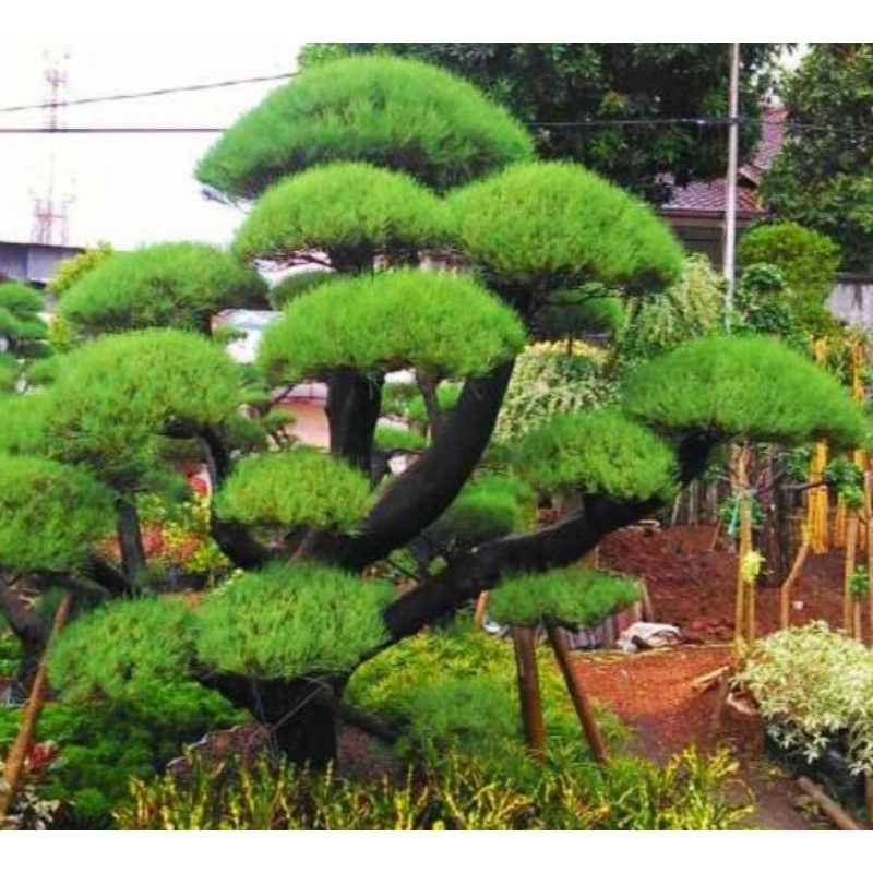 Jual Tanaman Hias Bonsai Cemara Udang - pohon bonsai - Cemara udang ...