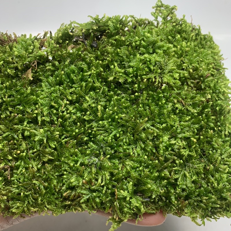 Jual moss weeping clump / moss aquascape paludarium terrarium | Shopee ...