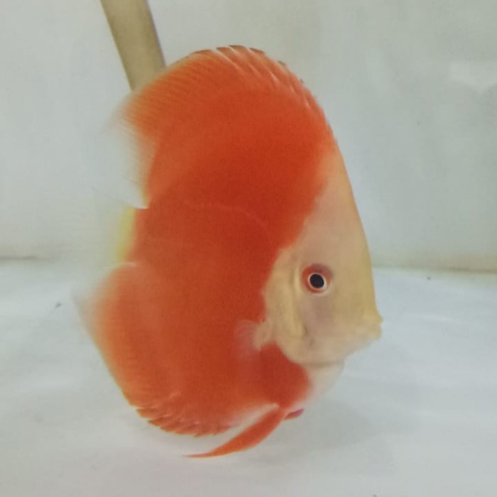 Jual Ikan Hias Discus Red Melon Ukuran 3 inci | Shopee Indonesia