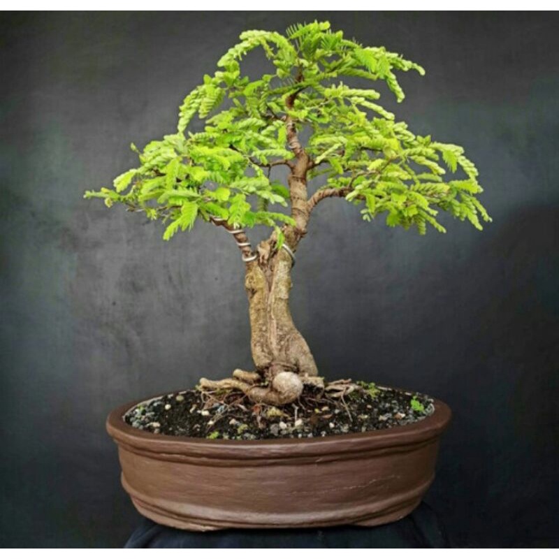 Jual tanaman bonsai asem jawa siap pajang | Shopee Indonesia