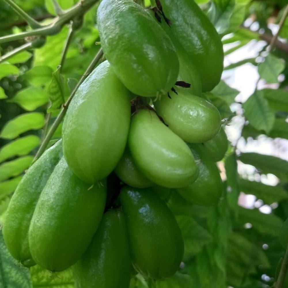 Jual bibit belimbing wuluh | belimbing sayur | Shopee Indonesia