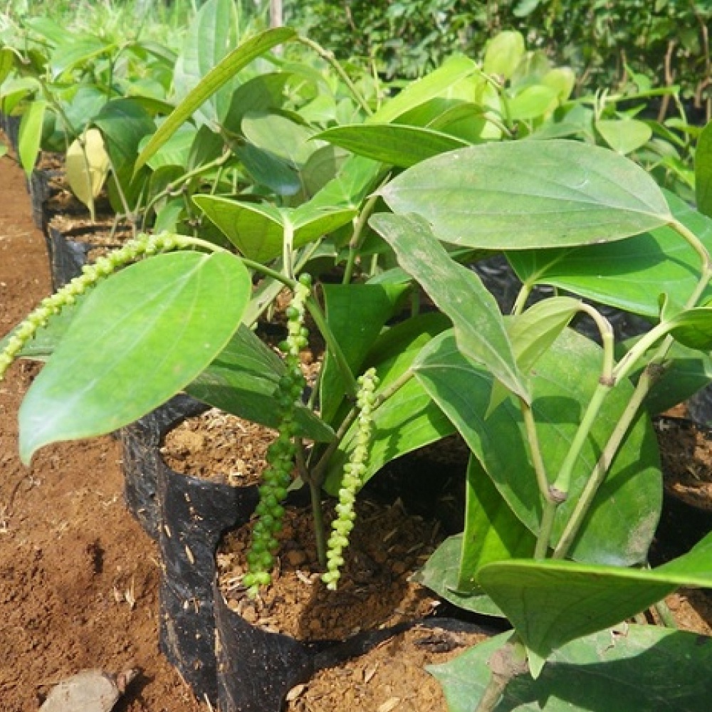 Jual Jual Bibit lada / merica sudah berbuah | Shopee Indonesia