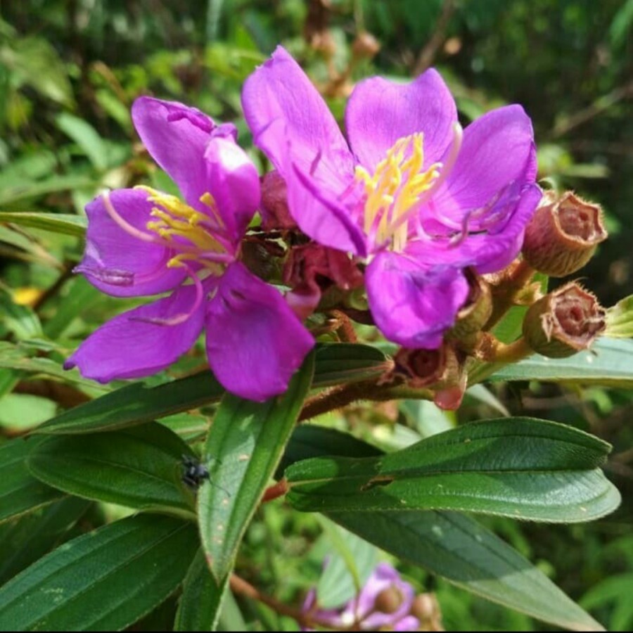 Jual Bibit tanaman pohon senggani, pohon senduduk | Shopee Indonesia