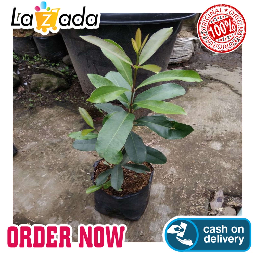 Jual Bibit Tanaman Buah Jamblang Hitam VIRAL | Shopee Indonesia