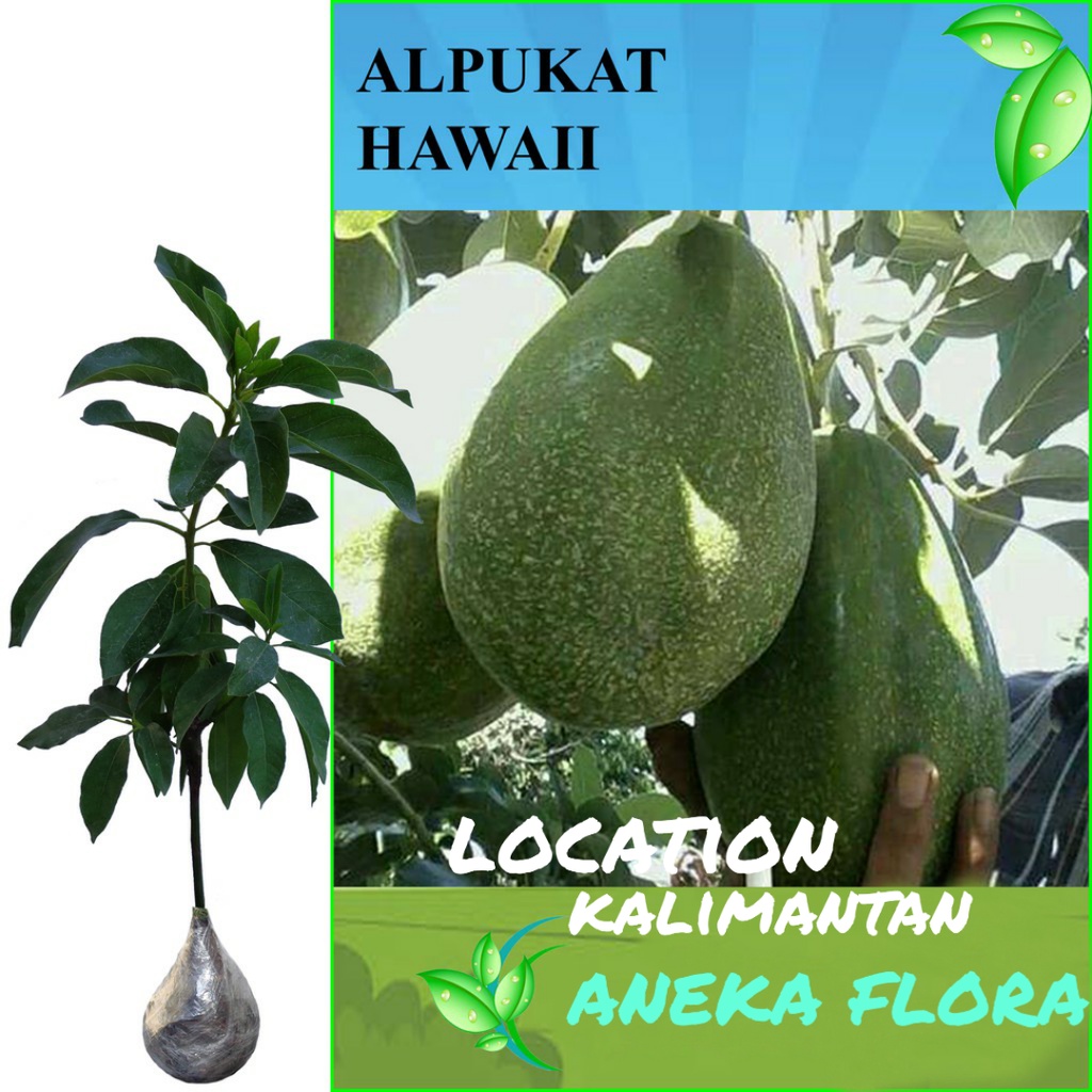 Jual bibit alpukat hawai (60-70cm) | Shopee Indonesia