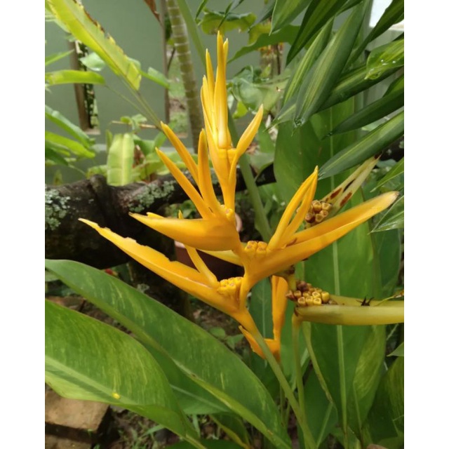 Jual Tanaman hias bunga pisang kuning / pisang Pisangan / Heliconia ...