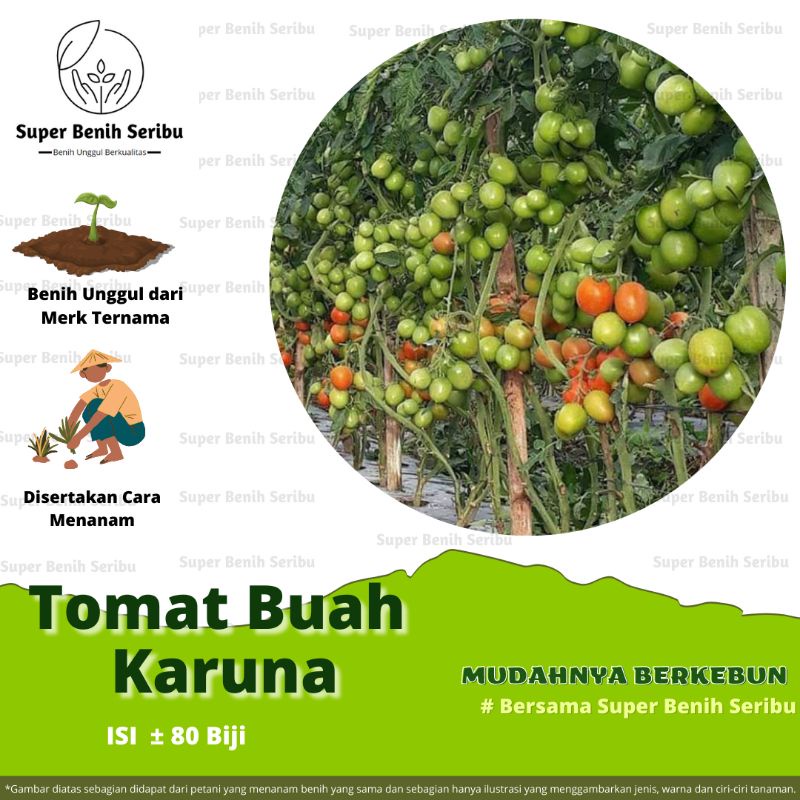 Jual 80 Benih - Benih Bibit Tomat Sayur Merah Karuna Dataran Rendah ...