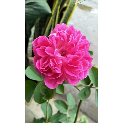 Jual tanaman bunga MAWAR KAMPUNG pink super wangi | Shopee Indonesia