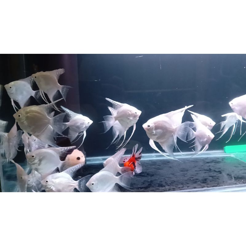 Jual manfish slayer platinum import / ikan hias manfish / tank mate ...