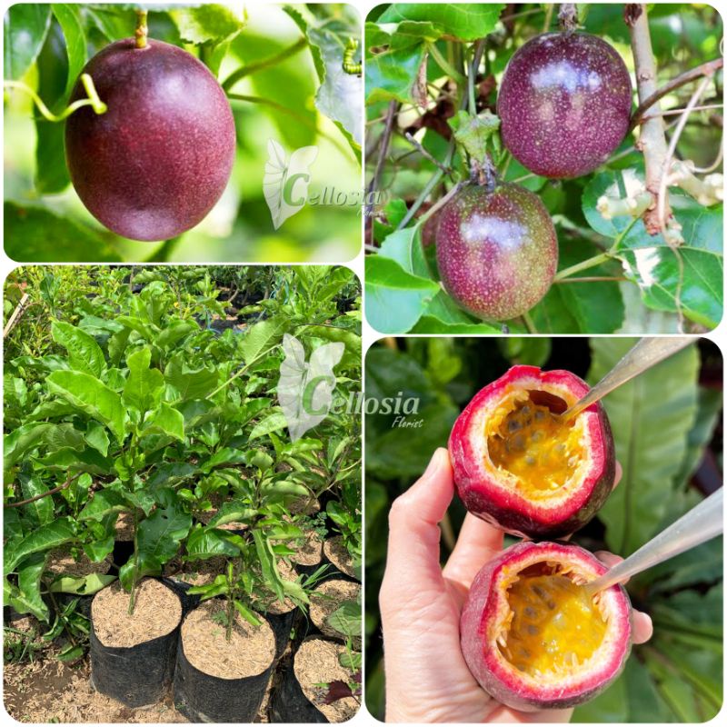 Jual Bibit Tanaman Buah Markisa Manis Ungu | Shopee Indonesia