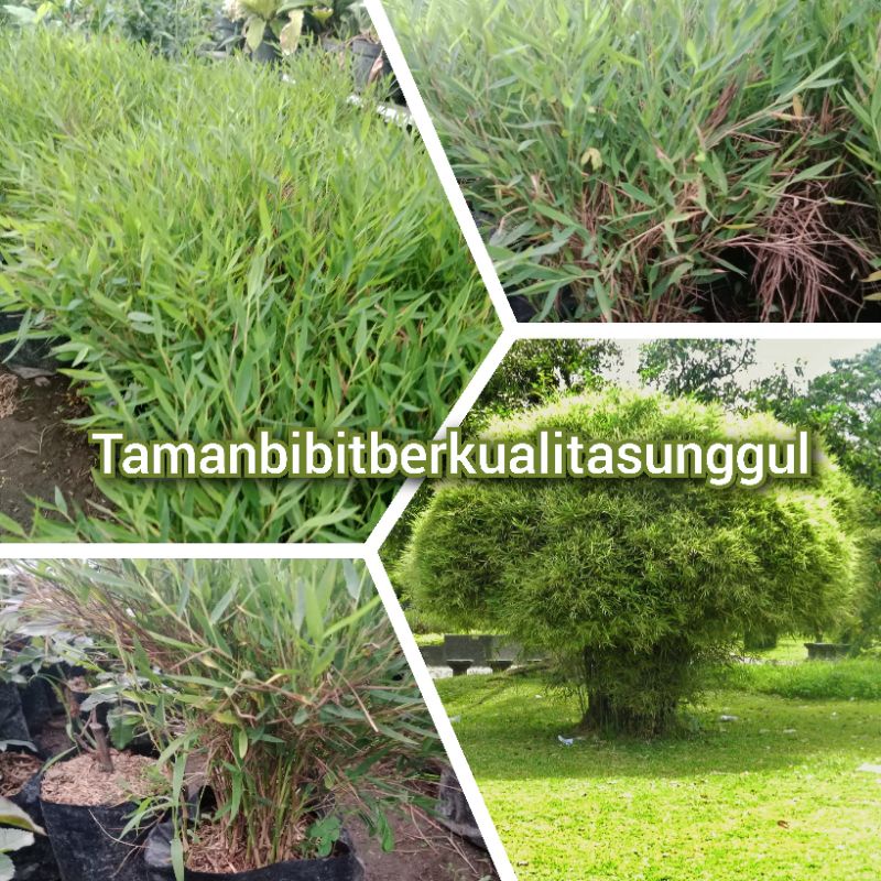 Jual Tanamna hias bambu mikro/bambu jepang | Shopee Indonesia