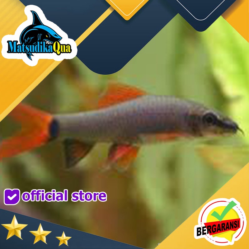 Jual Ikan Hias Redfin Red Fin Shark Black Algaeter Aquarium Aquascape ...