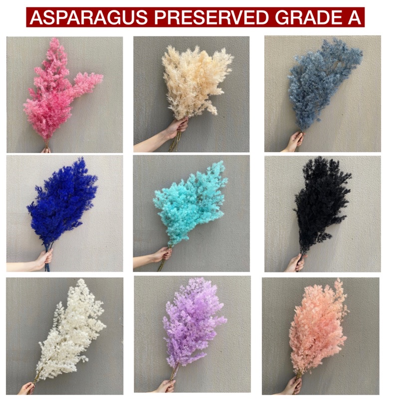 Jual [Grosir -+ 100 Gram] Preserved Asparagus Bintang Ming Fern / Bunga ...