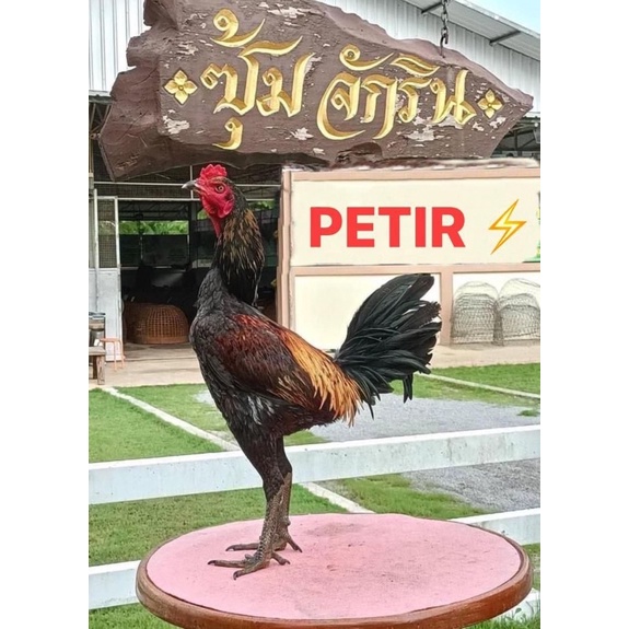 Jual Ayam Import Thailand | Shopee Indonesia
