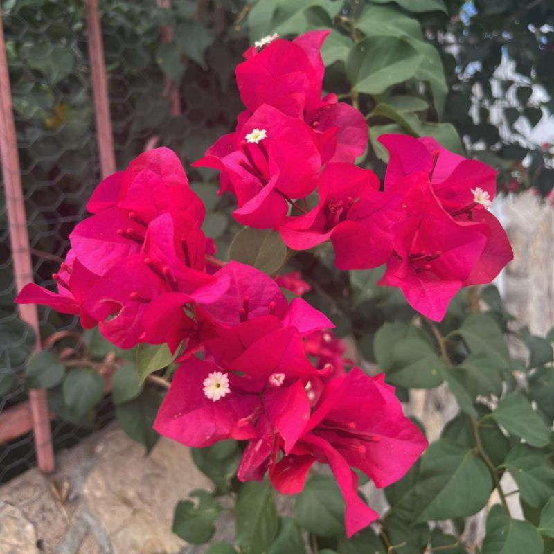 Jual Tanaman hias bunga kertas merah / bogenvil red / bunga bogenpil ...