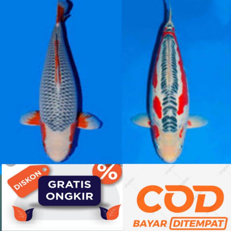 Jual Susui Asagi | Shopee Indonesia