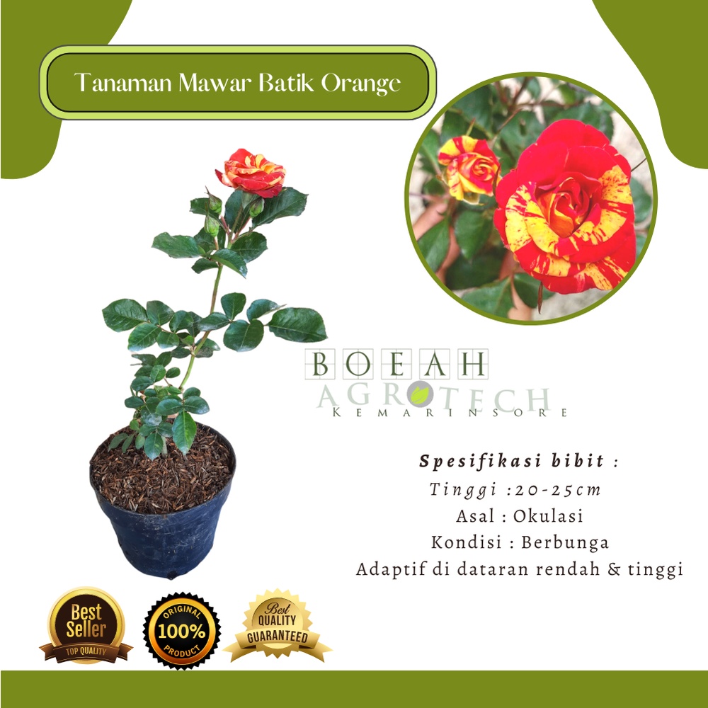 Jual Bibit Tanaman Bunga Mawar Ecer Warna Sudah Berbunga Bisa Pilih ...