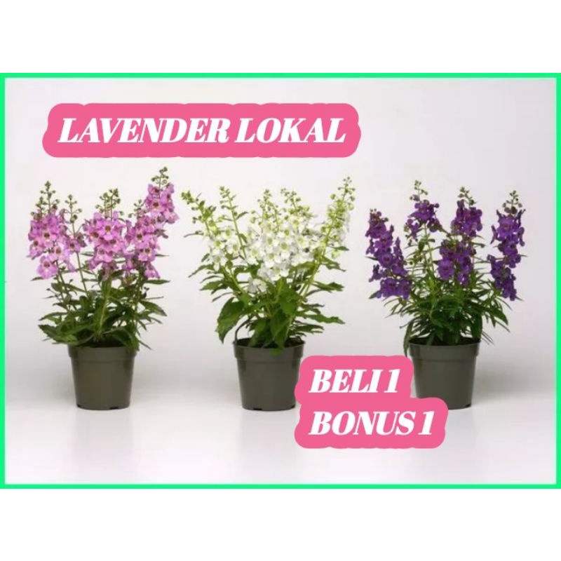 Jual BUNGA LAVENDER LOKAL | Shopee Indonesia