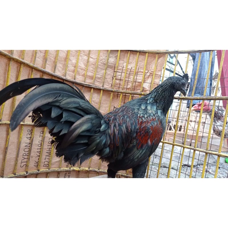 Jual Ayam Bekisar Cemani Rawis Api Bekicem | Shopee Indonesia