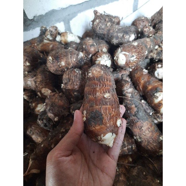 Jual new Umbi Tales Mbothe 1Kg | Shopee Indonesia