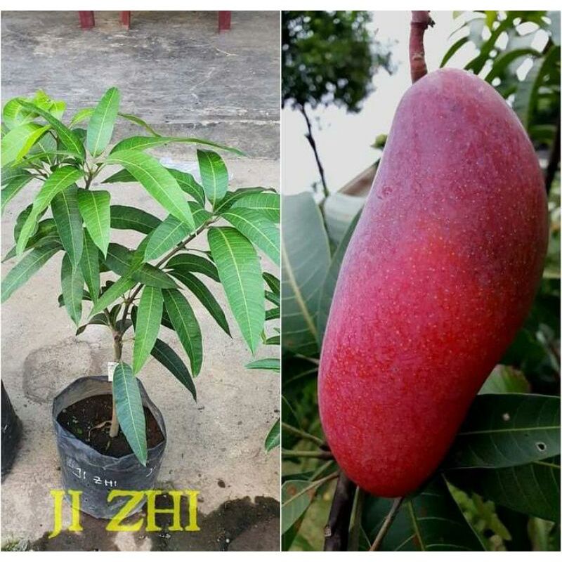 Jual BIBIT MANGGA IMPORT JI ZHI GOLDEN RED SUPER MANIS HASIL OKULASI ...