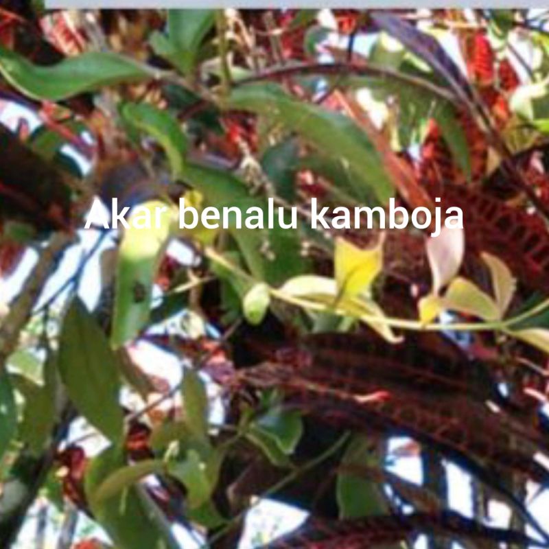 Jual Akar benalu kamboja atau bongol benalu per 500 gram | Shopee Indonesia