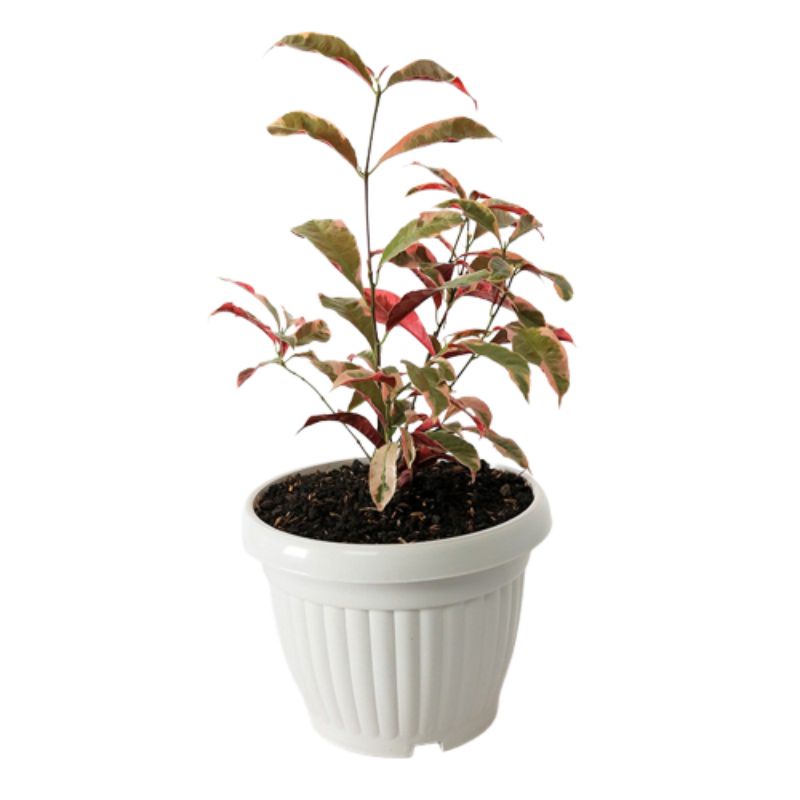 Jual Sambang Darah Merah Putih/ Tanaman Hias Sambang Darah Mantab ...