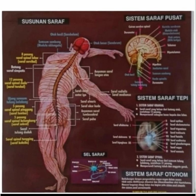 Jual Poster Gambar Sistem Syaraf Manusia | Shopee Indonesia