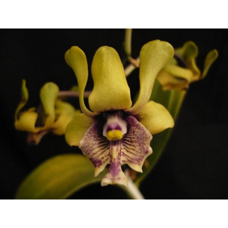 Jual Anggrek Dendrobium Besi Spesies Papua Plant Rimbun Sehat Bunga ...