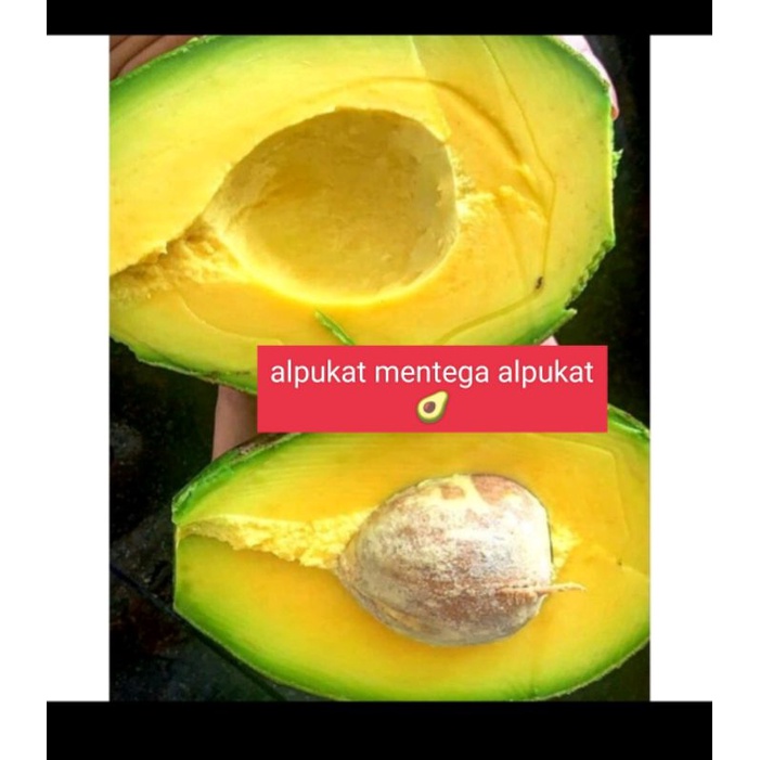 Jual buah Alpokat mentega per 1 kg buah | Shopee Indonesia