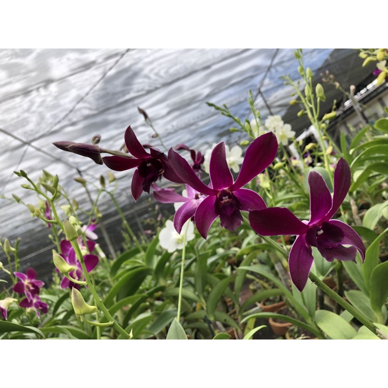 Jual DENDROBIUM CAESAR RED | Shopee Indonesia