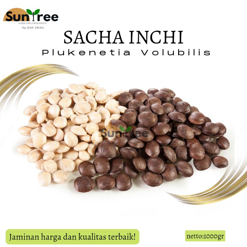 Jual kacang sacha inchi (sudah kupas) 1kg | Shopee Indonesia