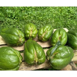 Jual Labu Siam Terlengkap & Harga Terbaru Agustus 2024 | Shopee Indonesia